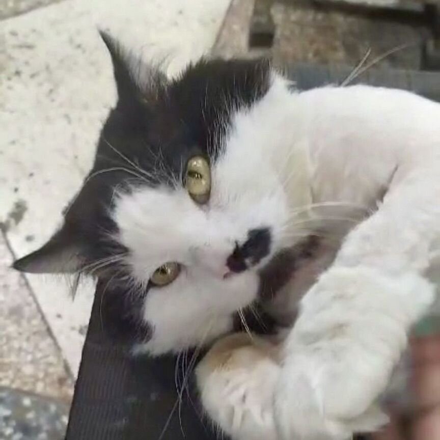 Котик кастрированый и привитый
