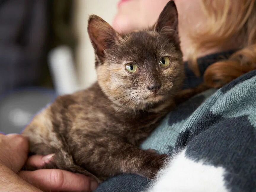 Необычная девочка Корица 5 мес ищет дом