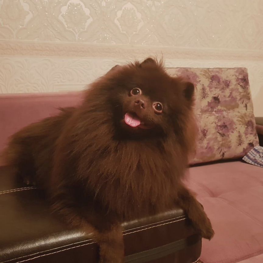 Померанский шпиц мальчик 1,5 года