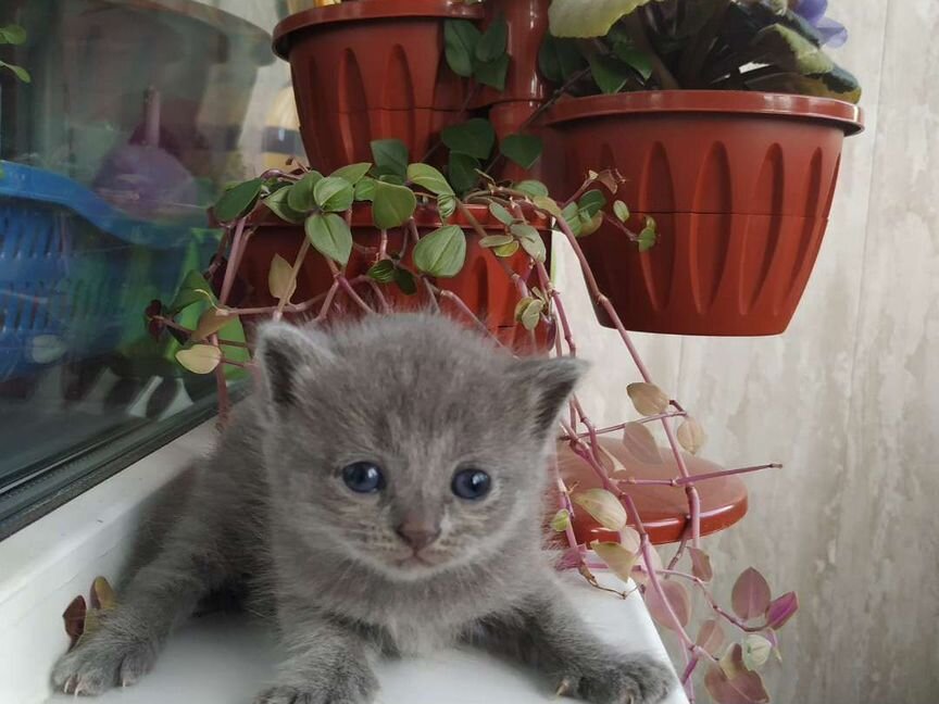 Британские котята