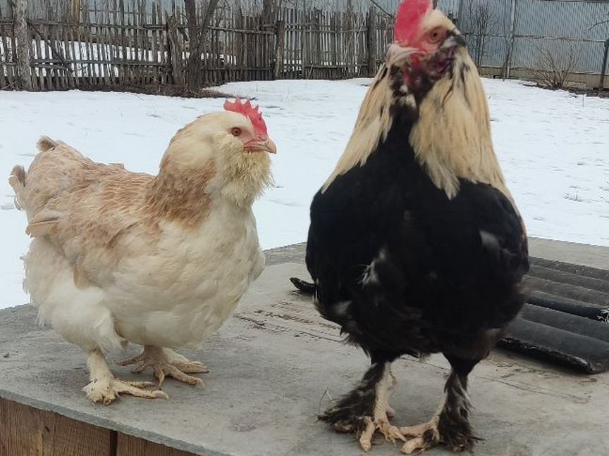 Петухи и куры орпингтон,легорн,фавероль