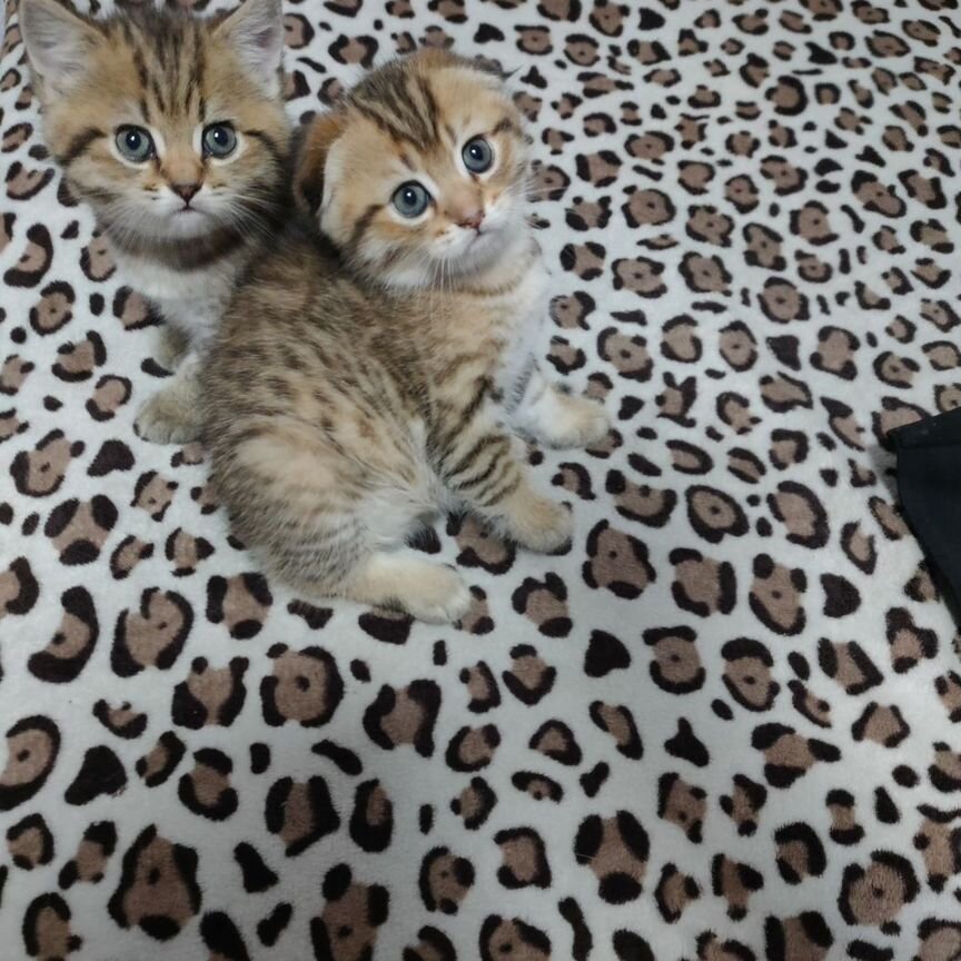 Котята от золотой шиншиллы