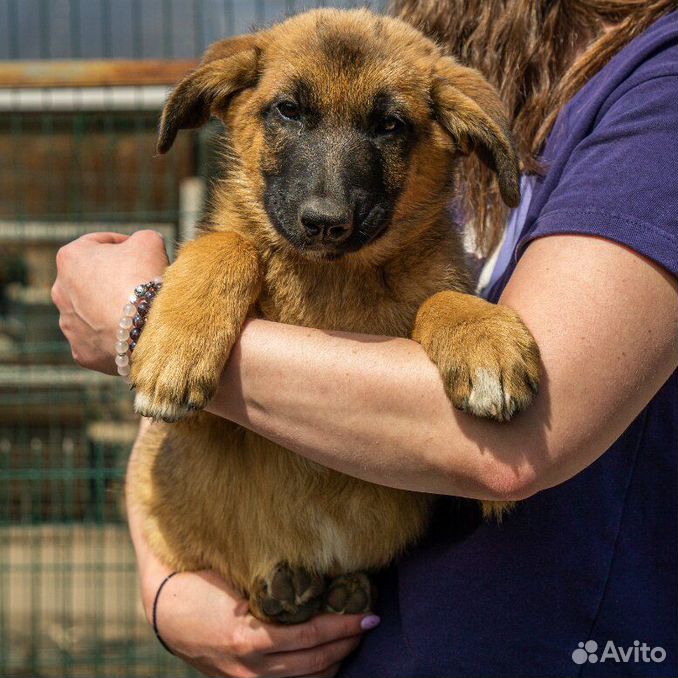 Замечательные щенки – Куколка и Бутуз