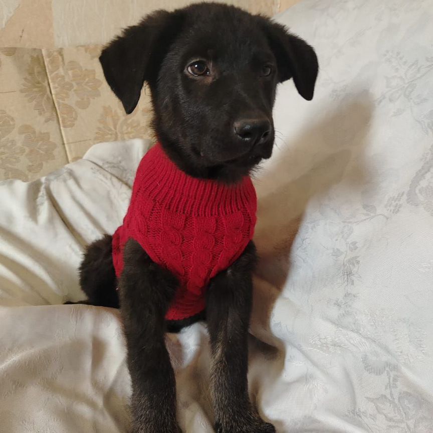 Филя мальчик 2,5 мес