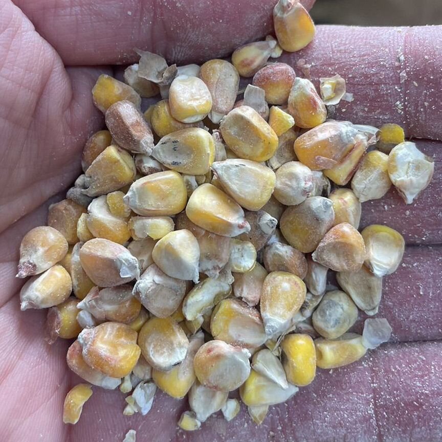 Кукуруза зерно оптом