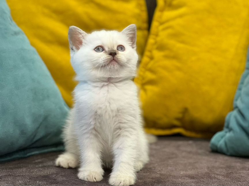 Шотландские котята