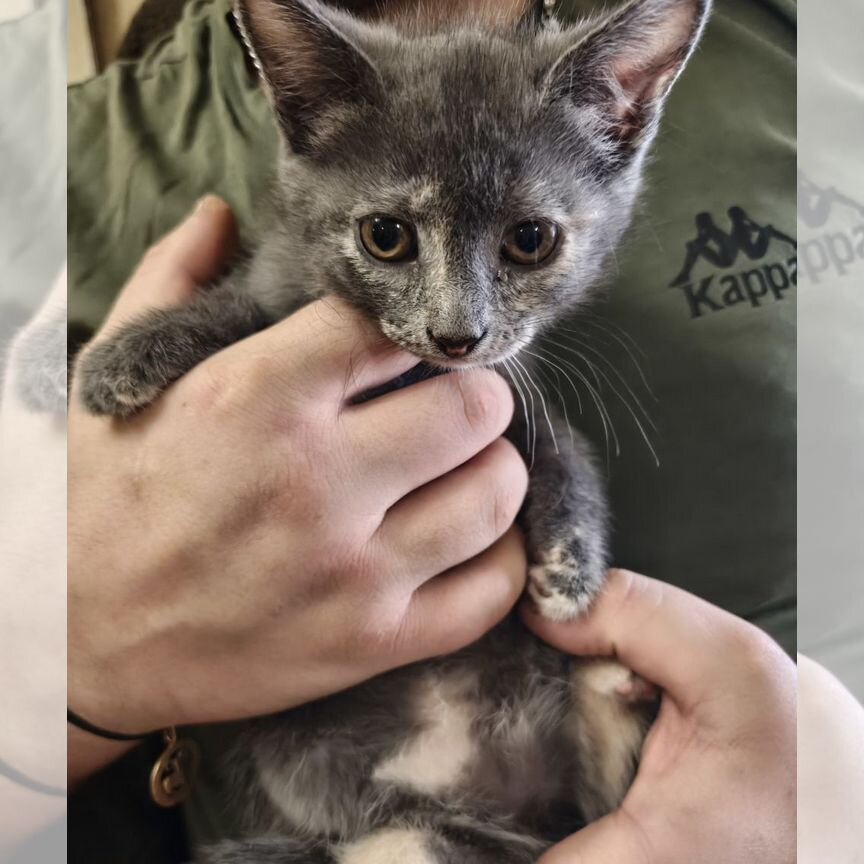 Котёнок в добрые руки