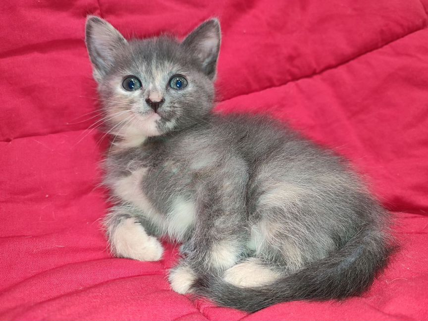 Котенок девочка