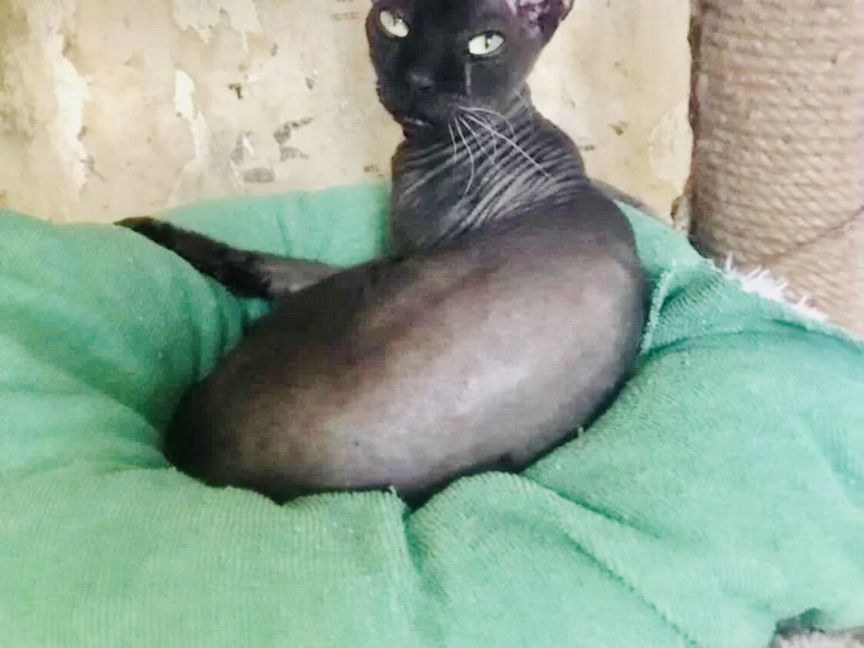 Блошка ищет дом