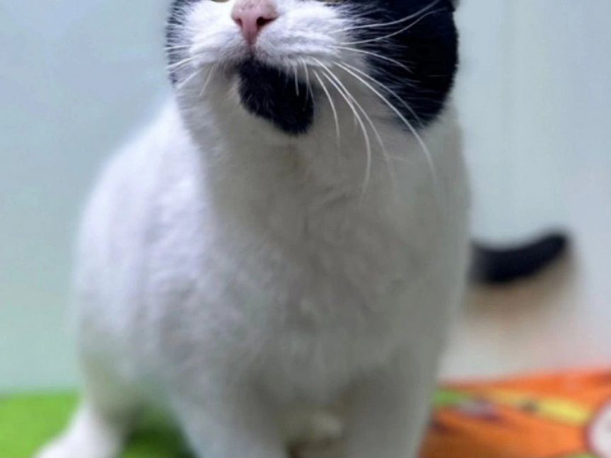 Кот