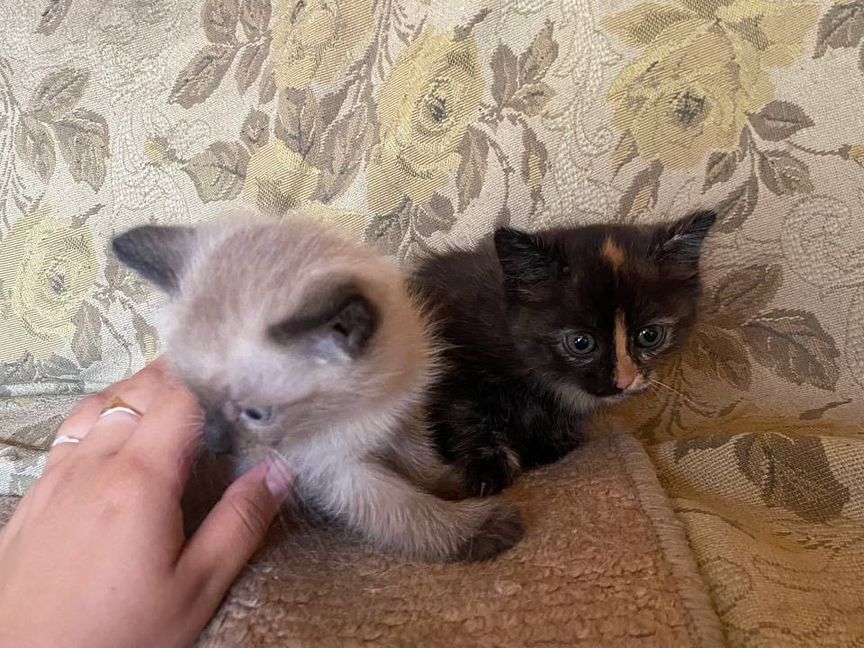 Кошки