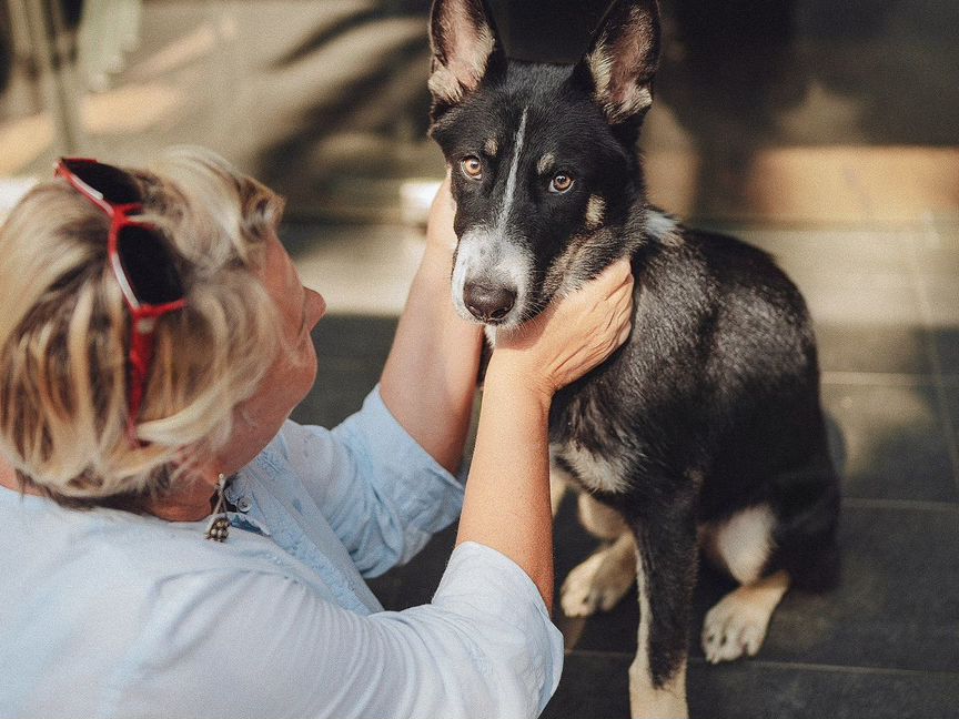 Пуля ищет дом