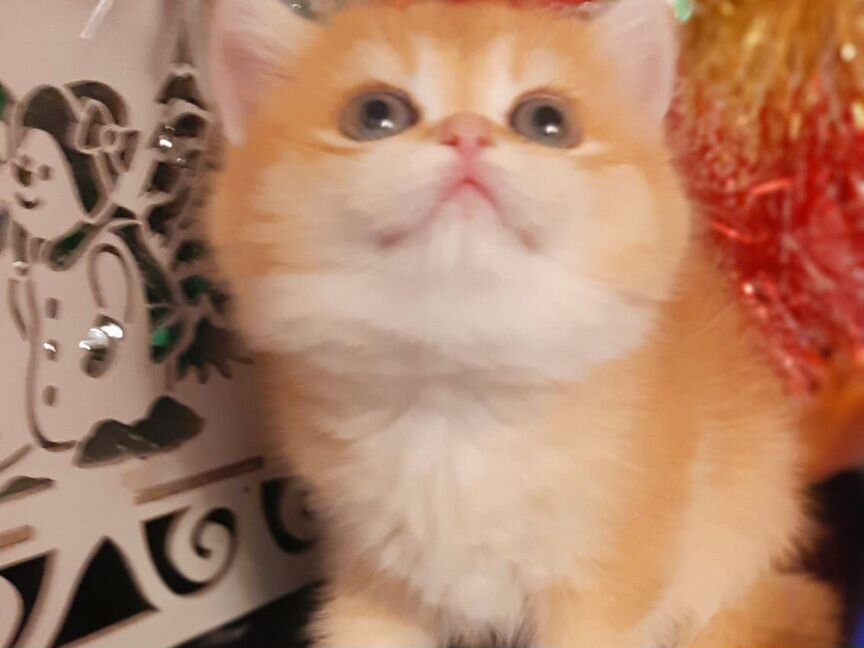 Забавные котята