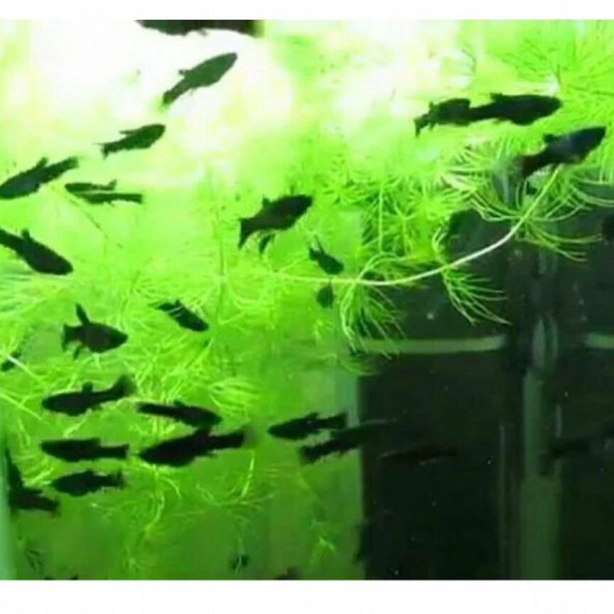 Аквариумные рыбки