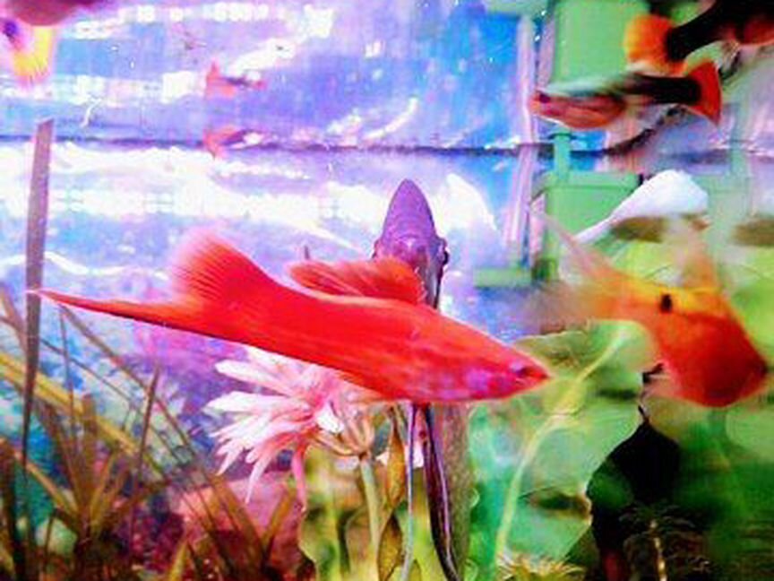 Аквариумные рыбки