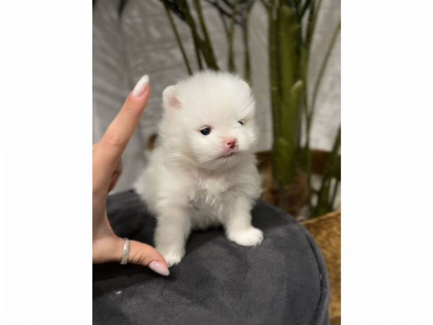 Щенки шпица будут до 16 см в холке