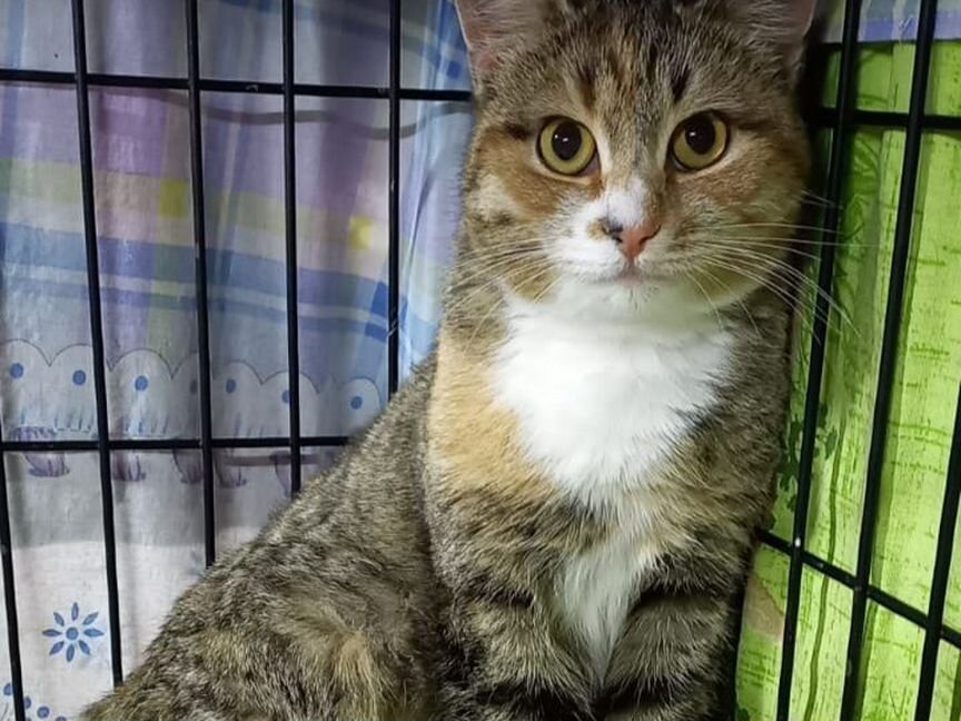 Кошка в дар бесплатно