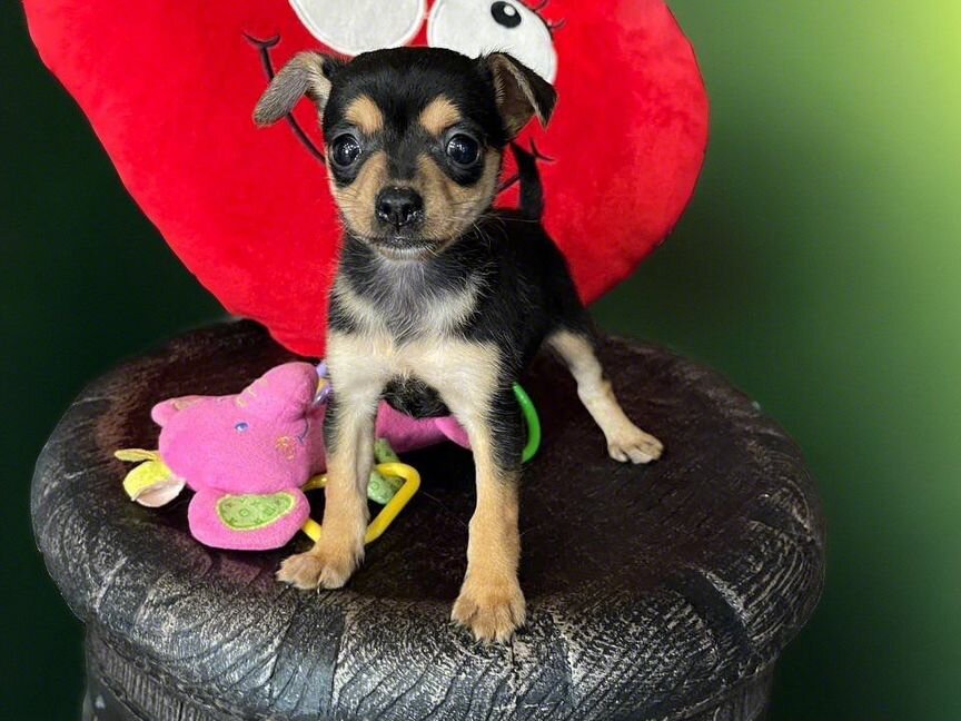 Охрана для кармана