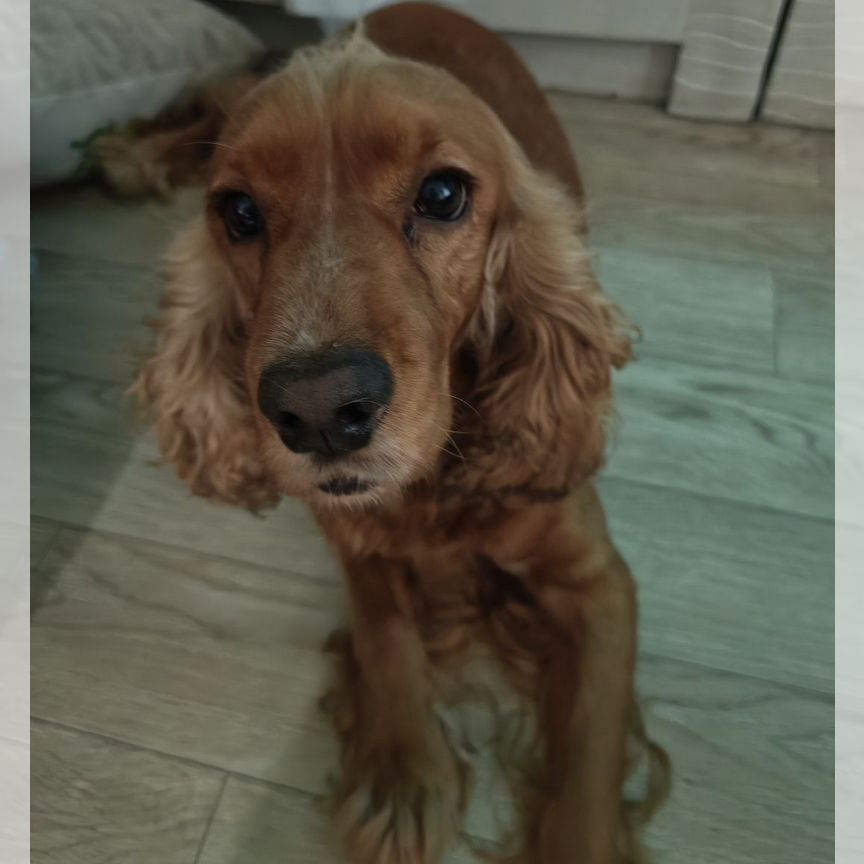 Английский кокер-спаниель, взрослая собака