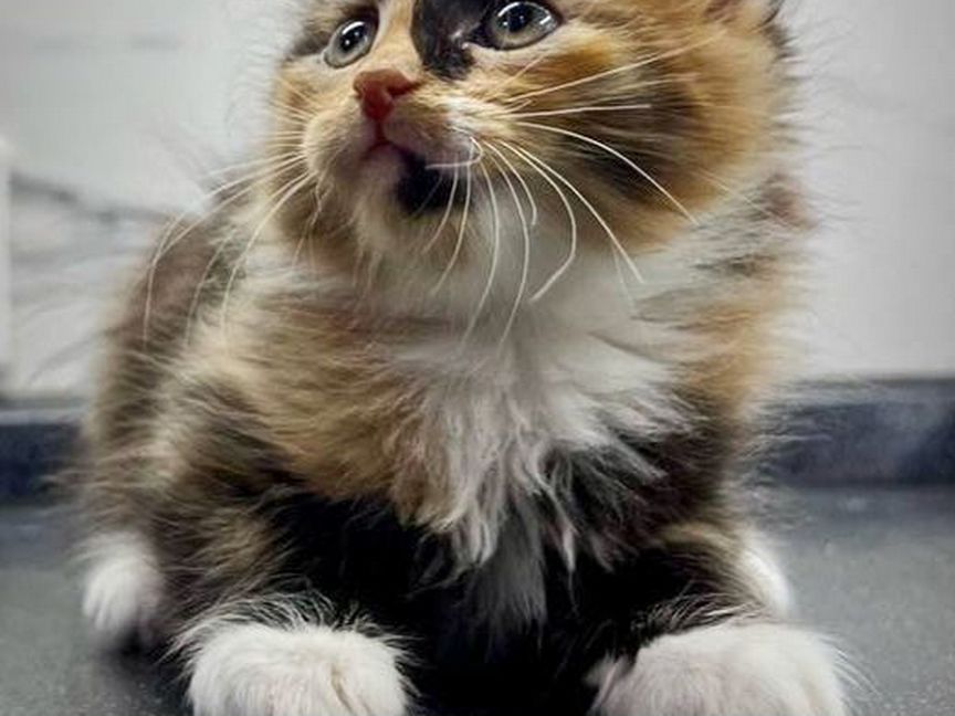 Котята ищут дом