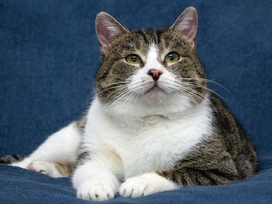 Спасите Марселя