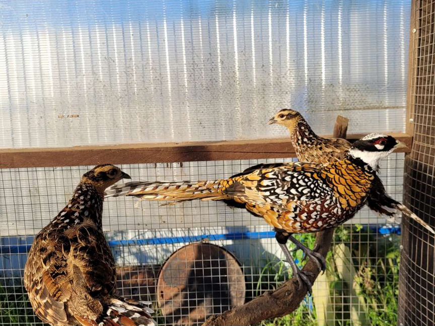 Семья королевских фазанов,золотых