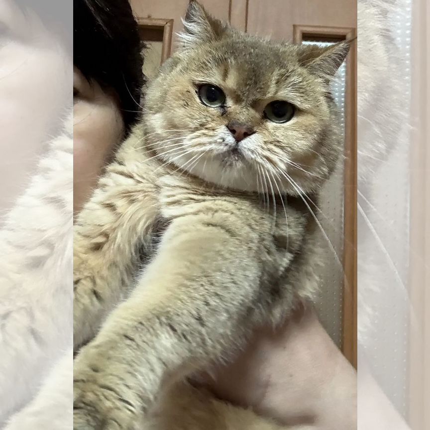 Шотландская прямоухая короткошёрстная, взрослая кошка