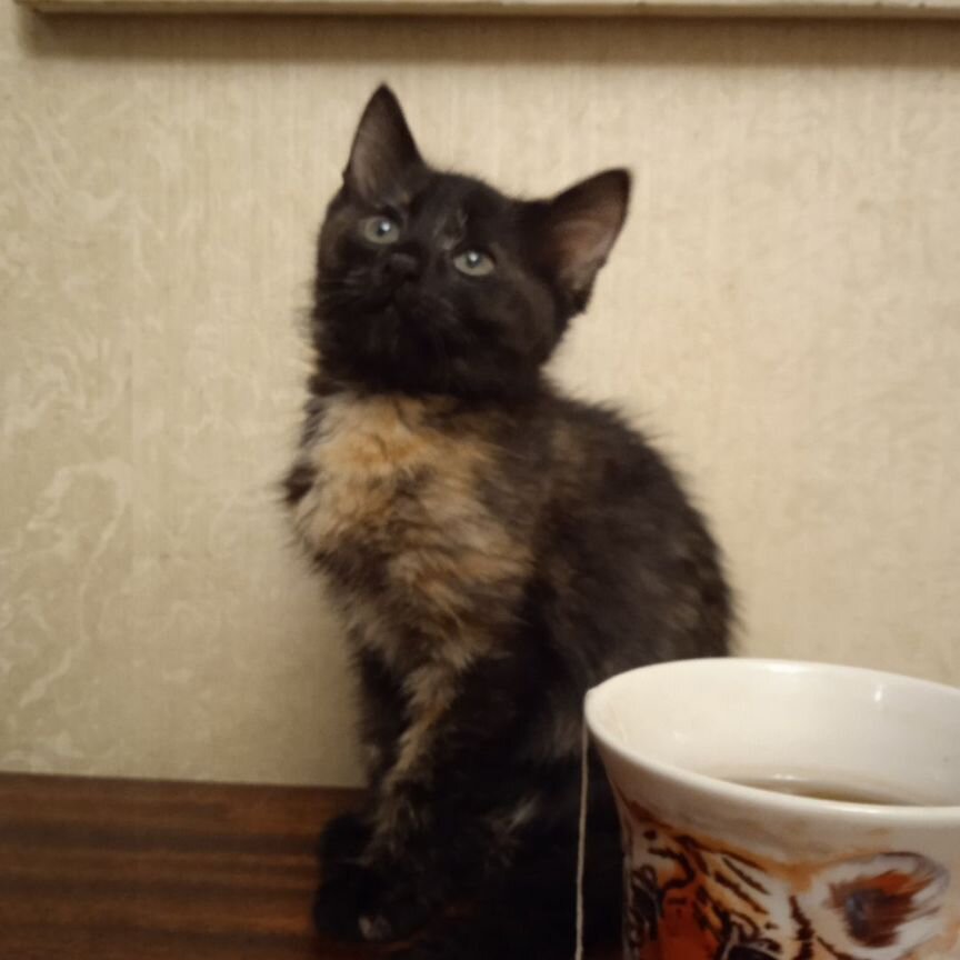 Черепашка с золотой грудкой