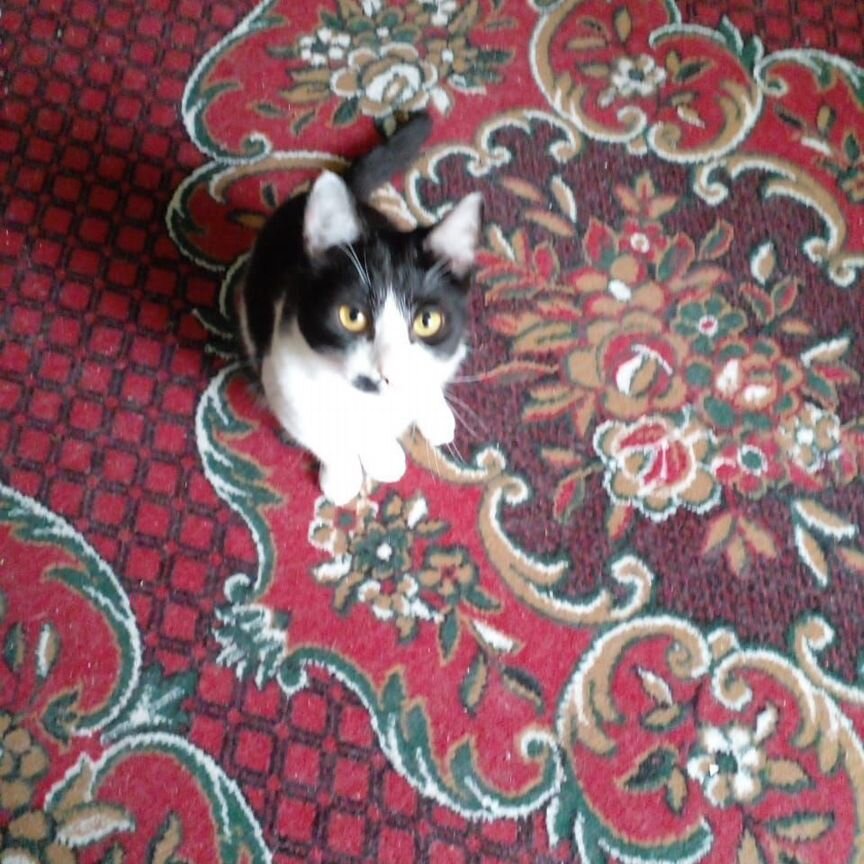 Котик в добрые руки