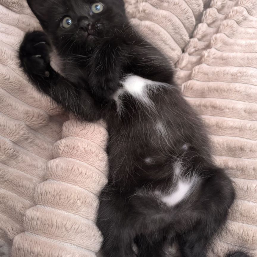 Отдаю кошечек в добрые и заботливые руки