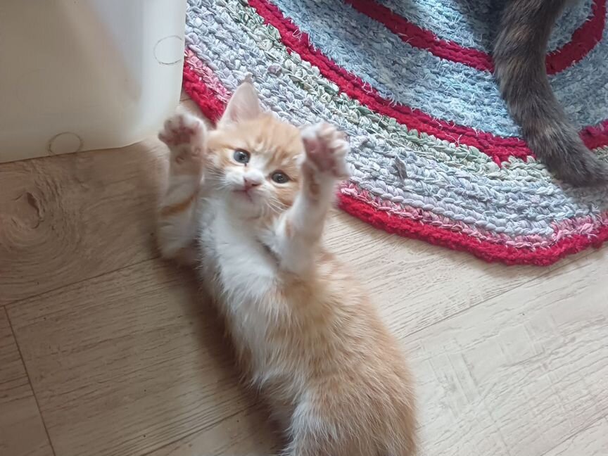 Котята в добрые руки