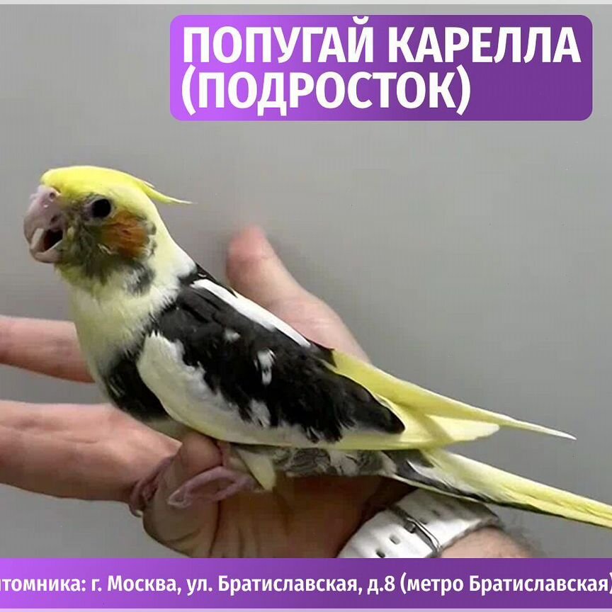 Попугай Корела подросток