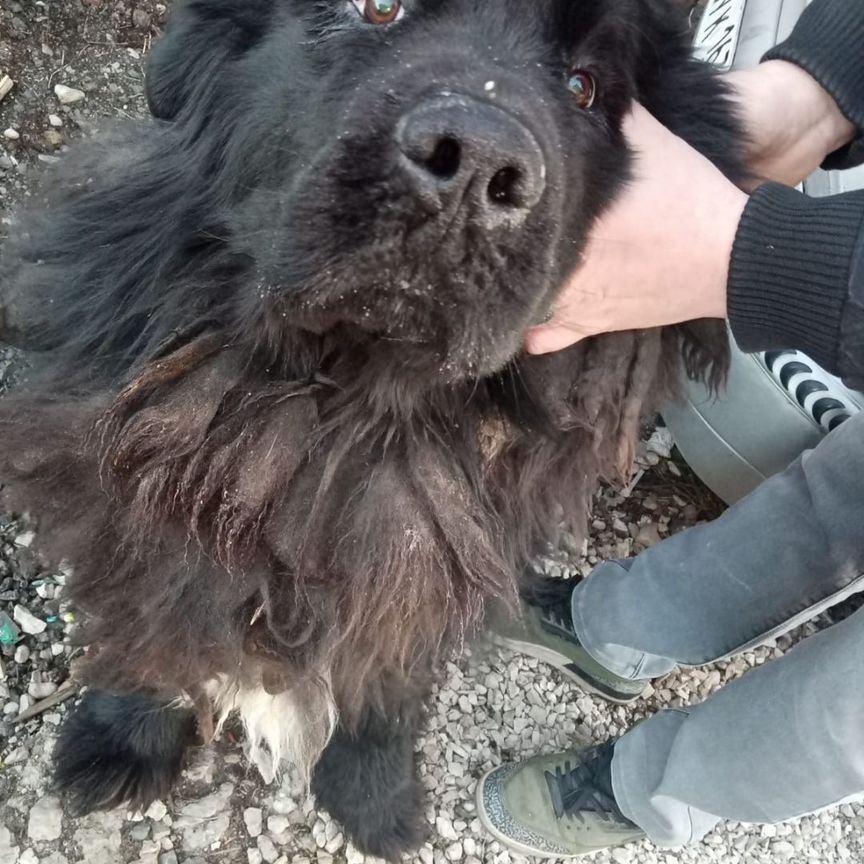 Ньюфауленд