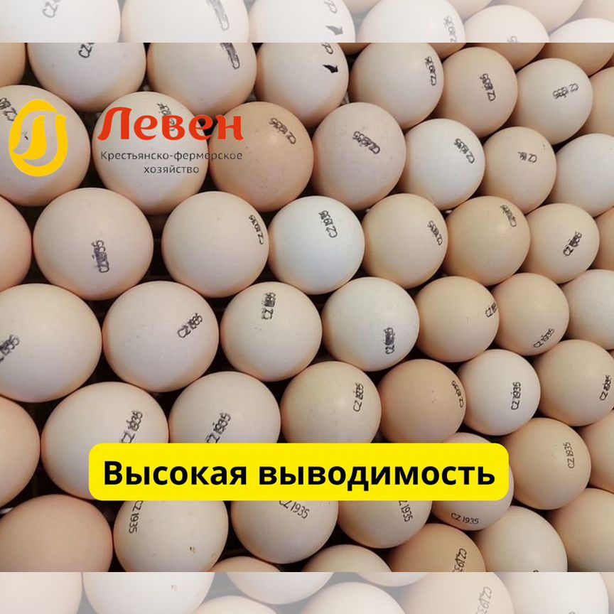 Инкубационное яйцо кобб-500