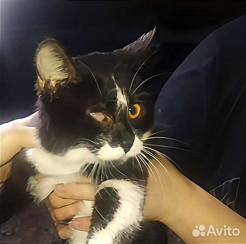 Котейка с одним глазиком ищет дом