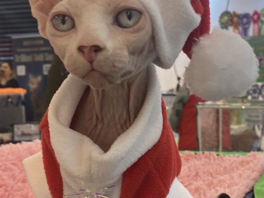 Канадский сфинкс эльф котенок