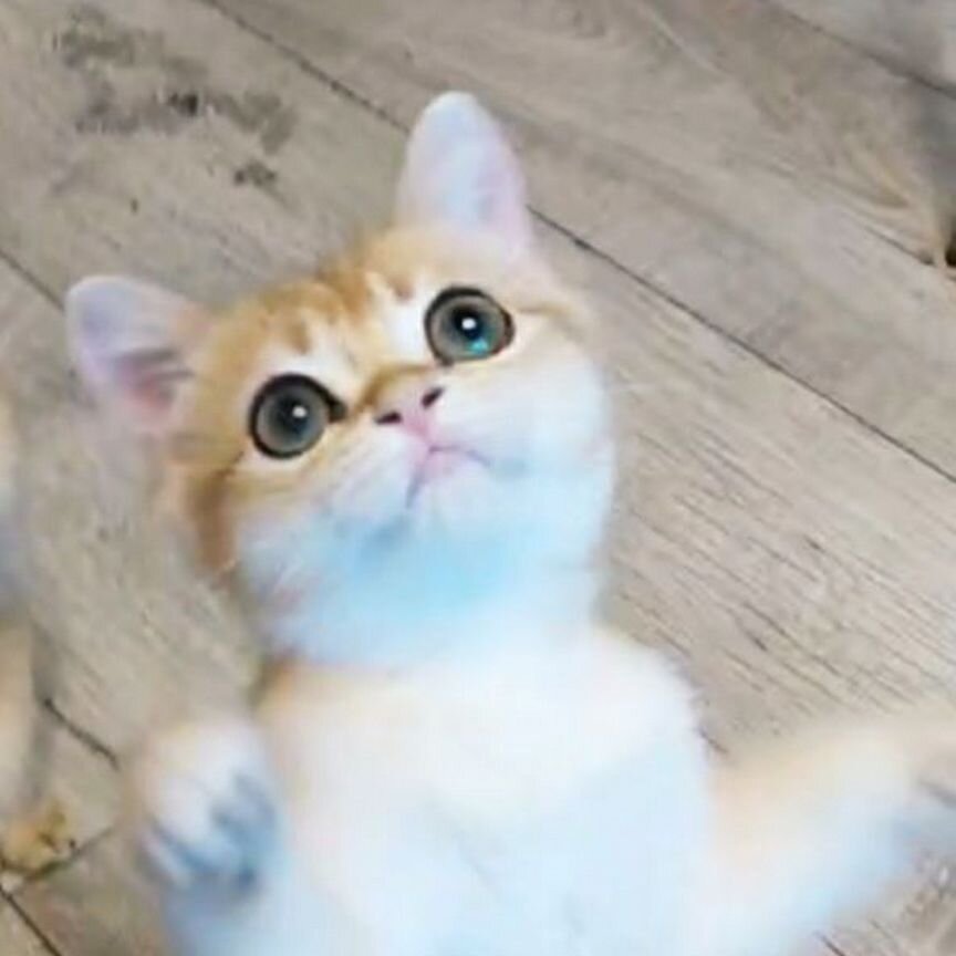 Малышка Прияна золотая шиншилла с родословной