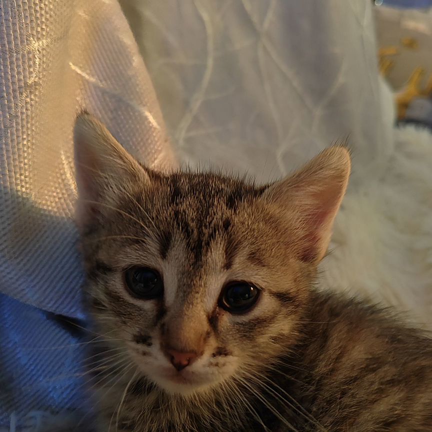 Котята 1.5мес в добрые руки