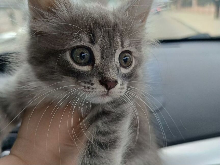 Кошка в дар бесплатно