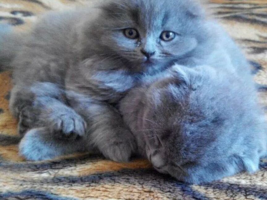 Вислоухий хайленд котик