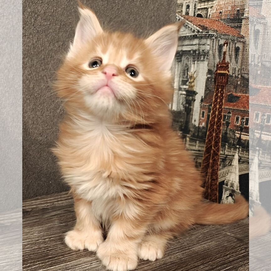 Мейн-кун котёнок