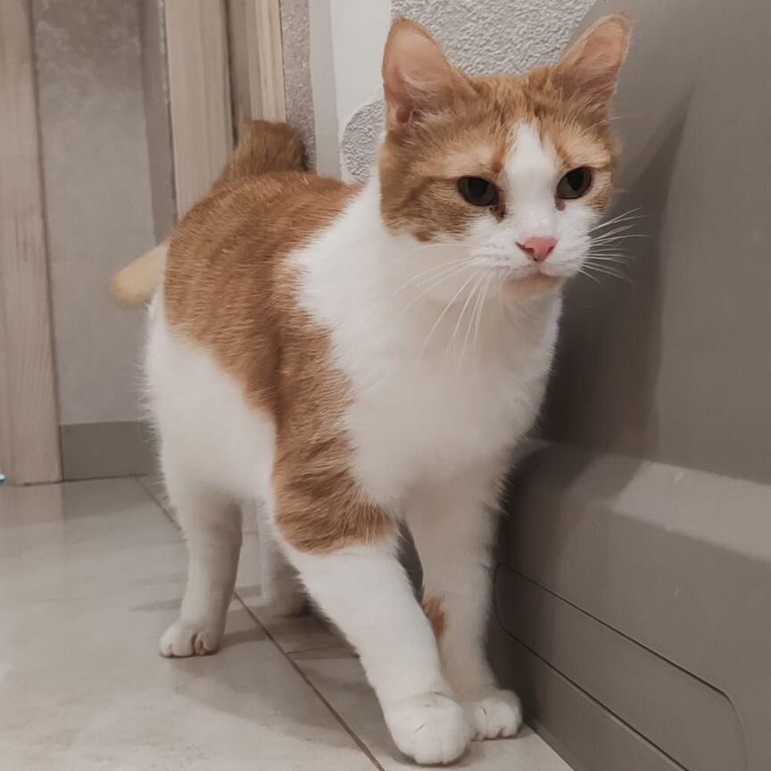 Взрослая кошка в добрые руки