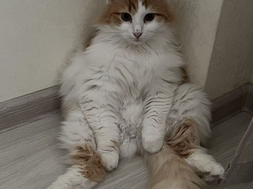 Кошка турецкая ангора