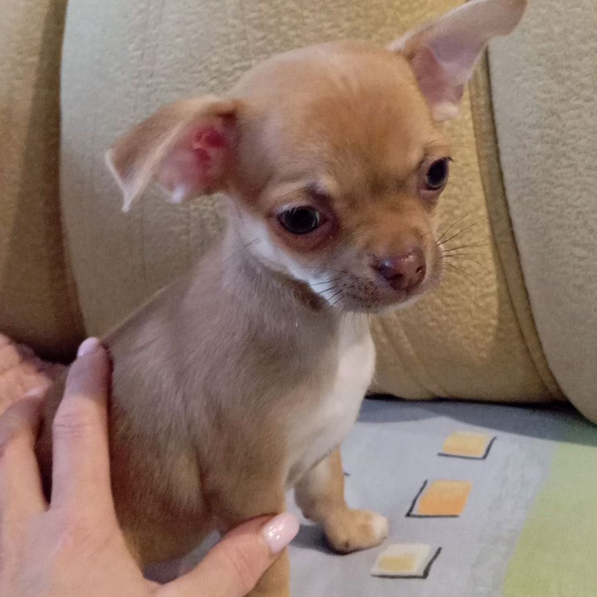 Чихуахуа, щенок