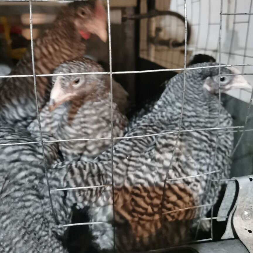 Куры мехеленская кукушка