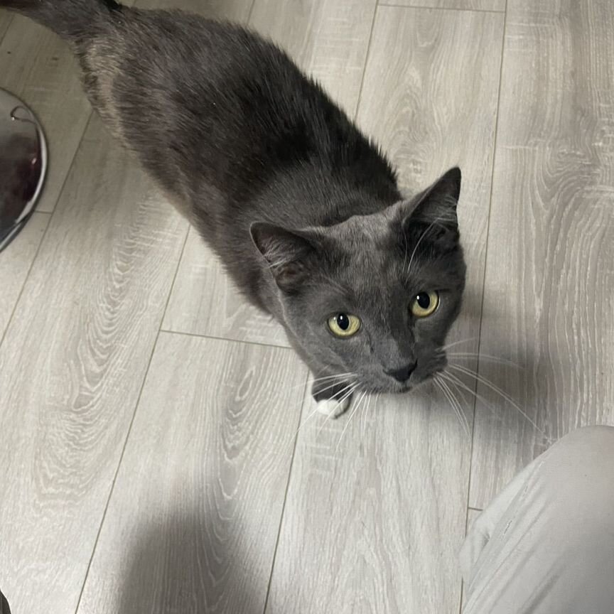 Кот грей