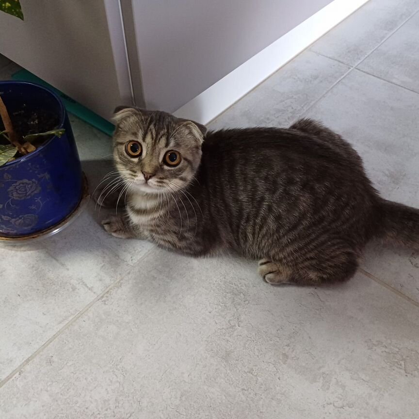 Шотландский вислоухий котик бесплатно