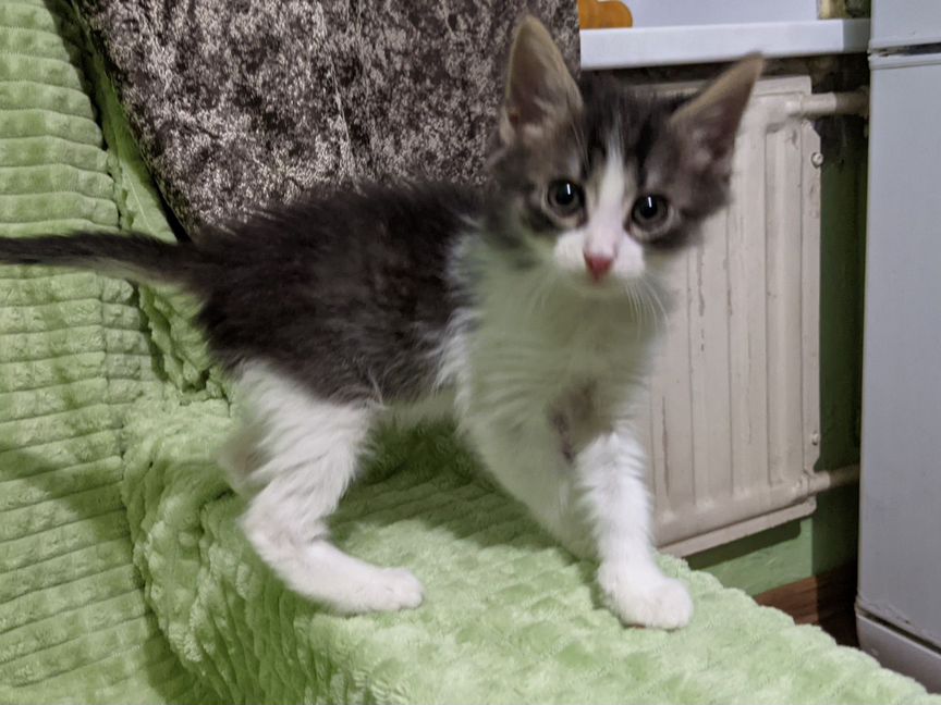 Котята в добрые руки бесплатно