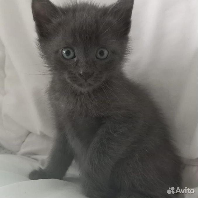 2котенка мальчики