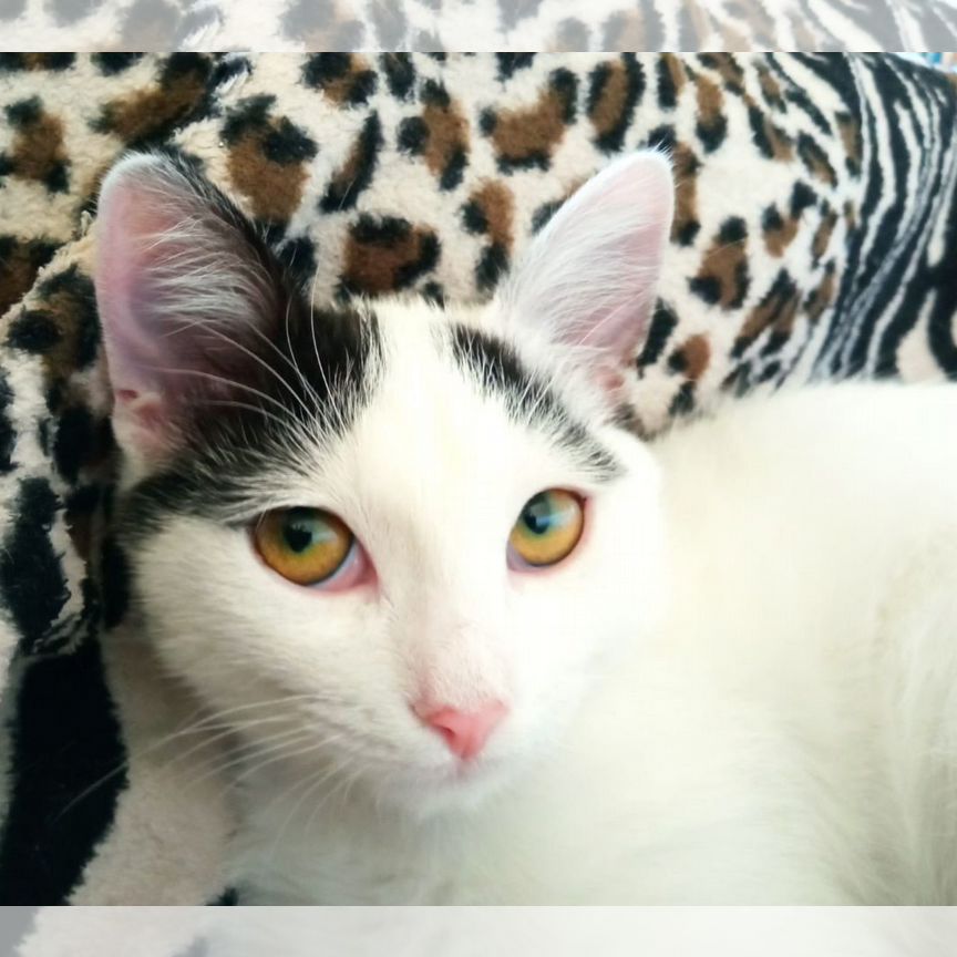 Ласковая кошечка Зая ищет дом в добрые руки